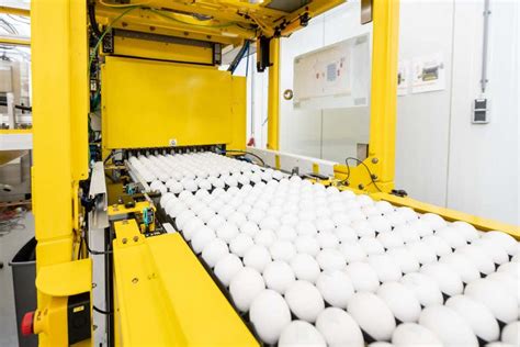 Egg Sex Screening Tests Aim To Stop Slaughter Of Billions Of Male