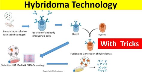 Hybridoma Technology Hybridoma Technology For Monoclonal Antibody