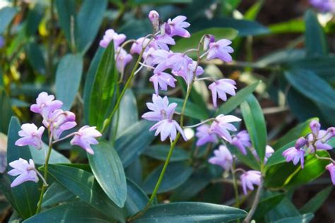 Native Wonders 14 Australian Flowering Shrubs Ultimate Backyard