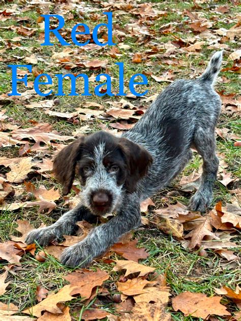German Wirehaired Pointer Puppies Dogs And Puppies For Rehoming Grand