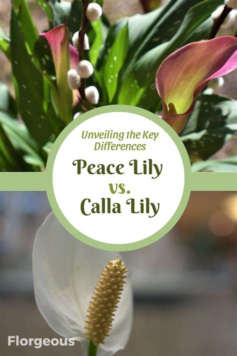 Discover The Differences Peace Lily Vs Calla Lily