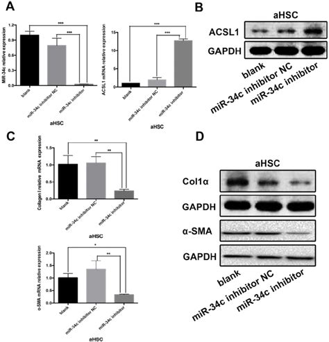 Inhibition Of Mir 34c Attenuates Collagen Synthesis In A Hsc Cell Line