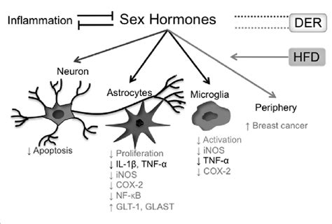 Effects Of Sex Hormones On The Inflammatory Process Presence Of