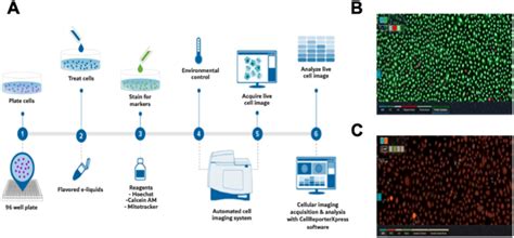 A The High Throughput Approach Taken To Assess The Toxic Effects Of Download Scientific