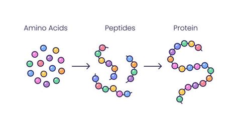2 000 Peptide Ilustraciones De Stock Gráficos Vectoriales Libres De