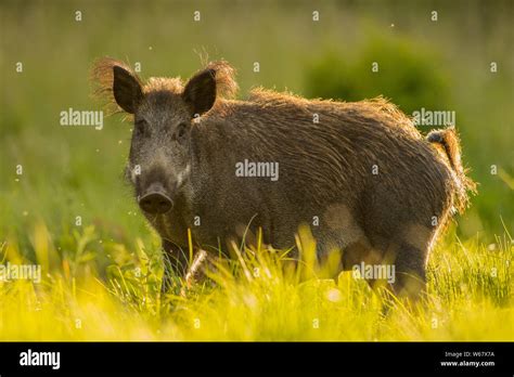 Sanglier Femelle Banque De Photographies Et Dimages à Haute Résolution