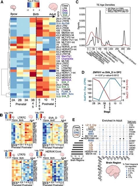 Te Subfamilies And Unique Loci Show Spatiotemporal Expression Patterns