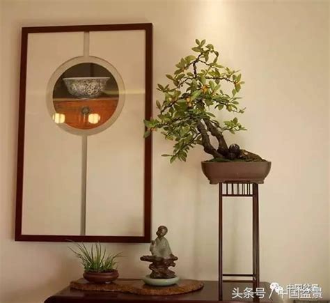盆景創作要有激情 每日頭條