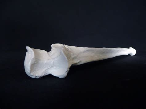 Anatomical Radius And Ulna Bone Models Of The Human Arm Skeletal