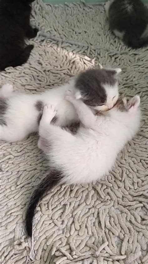 Cute Cats Compilation One News Page Video