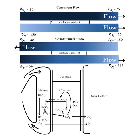 Swim Bladder Would Being Stabbed Be Beneficial To A Fish Sq Online