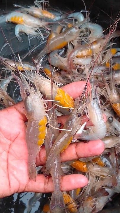 গঙ্গার চিংড়ি Shots Youtube