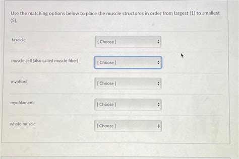 Solved Use The Matching Options Below To Place The Muscl