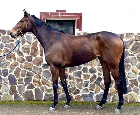 Fitmin And Turf Magazín Český Zájem O Francouzské Klasiky Trenér Luka Do Nich Přihlásil