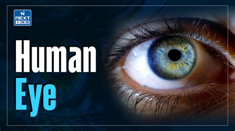 Human Eye About Structure Functions And More