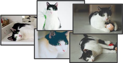 A Neural Network From Nvidia Generates Video Based On Text Description California Decor Ideas