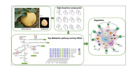 Metabolomics And Transcription Profiling Of Pumpkin Fruit Reveals