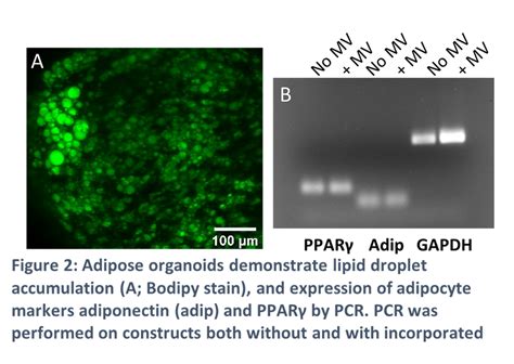 Vascularizing Adipose Organoids Vaos In Vitro