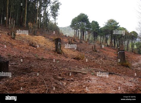 Chestnut Forest Deforestation Due To Asian Chestnut Gall Wasp