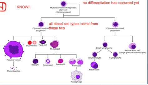 Hematology Hematologic Physiology Review Flashcards Quizlet