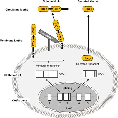 Pdf Klotho Stem Cells And Aging