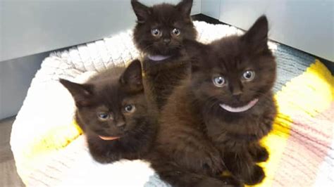 Rspca Warns Animal Abandonments At Three Year High As Unwanted Pets