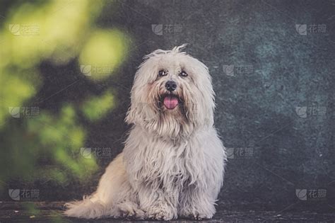 小白长毛狗肖像 垃圾摇滚效果