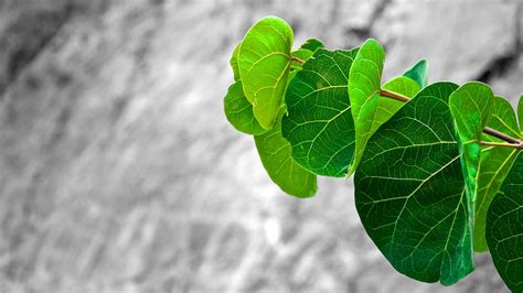 树叶 绿色 Pixabay上的免费照片 Pixabay