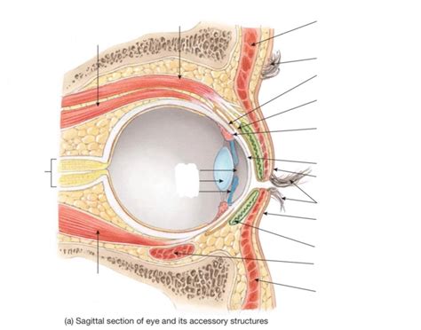 Accessory Strucuture Of The Eye Quiz
