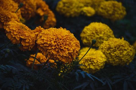 6월 5일의 탄생화 메리골드marigold 365일의 모든 것