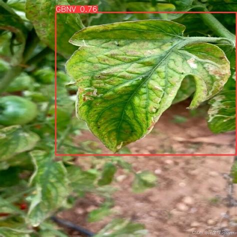 ＜项目代码＞yolov8 番茄病害识别＜目标检测＞ Csdn博客