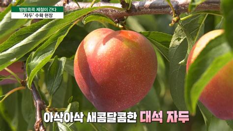 방방콕콕 제철이 간다 자두 수확현장 YouTube