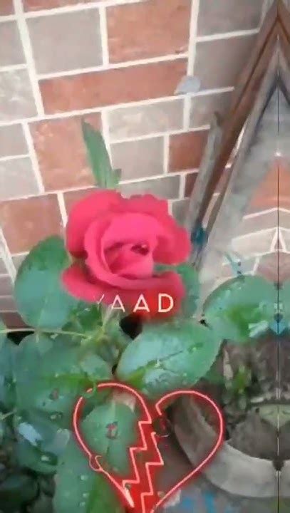 ফুল হলো অপরূপ সৌন্দর্যের প্রতীক আর গোলাপ ফুল হলো ভালোবাসার প্রতীক মানুষের মন হচ্ছে অনেকটা ফুলের