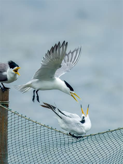 輔仁 神話之鳥 上網 黑嘴端鳳頭燕鷗亞成鳥 2025 4 10 台南 北門 雙春 急水溪口 稀有過境鳥 黑嘴端鳳頭燕鷗，全球族群數量僅2百