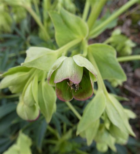 Urban Landscape Native Landscape Helleborus Foetidus