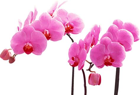 夢、前進、希望的な意味の花言葉を持つ花、日本の花 トリビアーノ