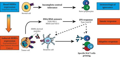 Hervs As Relevant And Unique Targets For Cancer Immunotherapy At