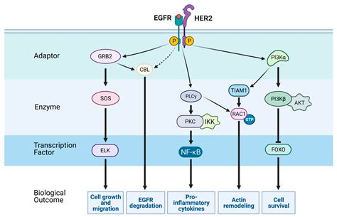 Signal Transduction Pathway Cancer