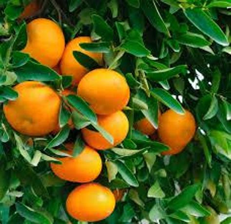 Owari Satsuma Tree 23 Ft Tall Cold Hardy Citrus Tree Grafted Sweet