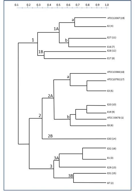 A Dendrogram Generated From The Similarity Coefficient Computed From
