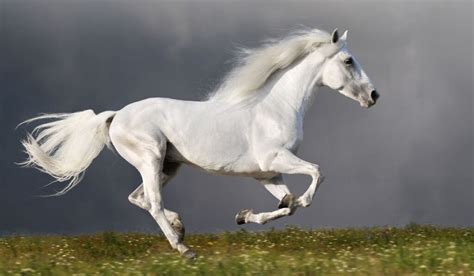 Types Of Horseshoes Helpful Horse Hints