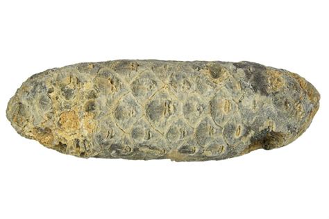2 Fossil Seed Cone Or Aggregate Fruit Morocco 255057 For Sale