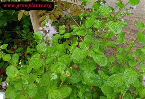 Mentha Aquatica How To Grow And Care