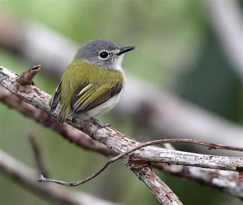 Short Tailed Pygmy Tyrant Alchetron The Free Social Encyclopedia