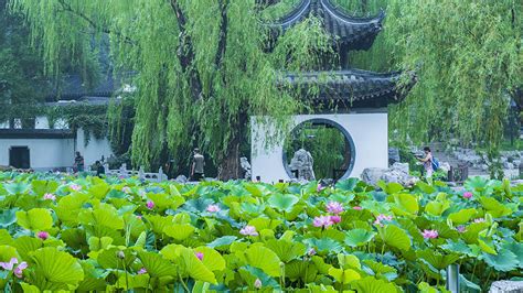 Lin Zheng Sixth Tone