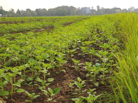 ကျောက်ဆည်မြို့နယ် ကတဲကျေးရွာတွင် နှမ်းစိုက်ခြင်းများ အောင်မြင်ဖြစ်ထွန်း