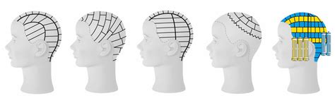 Diagram Of Perm Patterns Quizlet