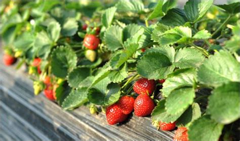 Cómo hacer crecer las fresas Consejos para mi huerto