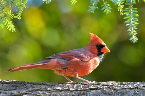 Male Northern Cardinal Bird Free Photo On Pixabay Pixabay