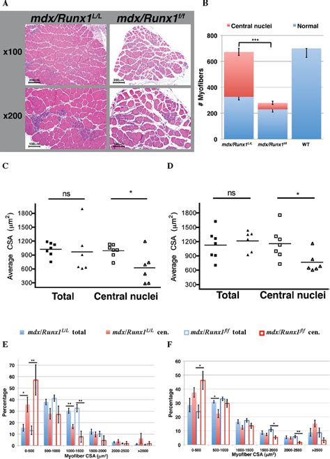 Loss Of Runx1 In Mdx Mice Resulted In Reduced Muscle Regeneration A